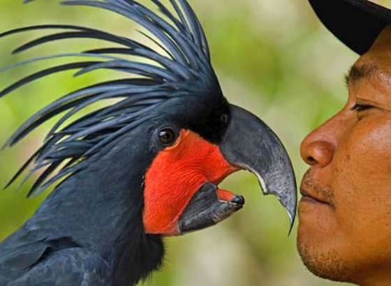 Parrot Family - Bali Travel Online